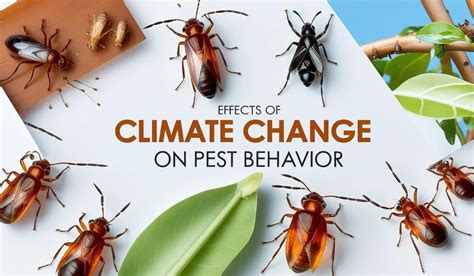 Are Huntsman Spiders Dangerous Complete Safety Guide For Australian Homes