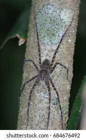 75 Tree Trunk Spider Male Images Stock Photos Vectors Shutterstock