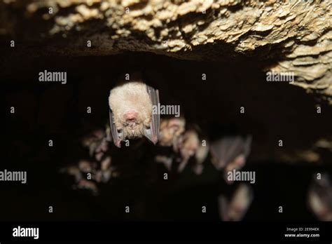Groups Of Sleeping Bats In Cave Lesser Mouse Eared Bat Myotis