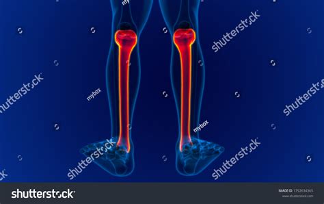 Human Skeleton Anatomy Tibia Bone D Stock Illustration