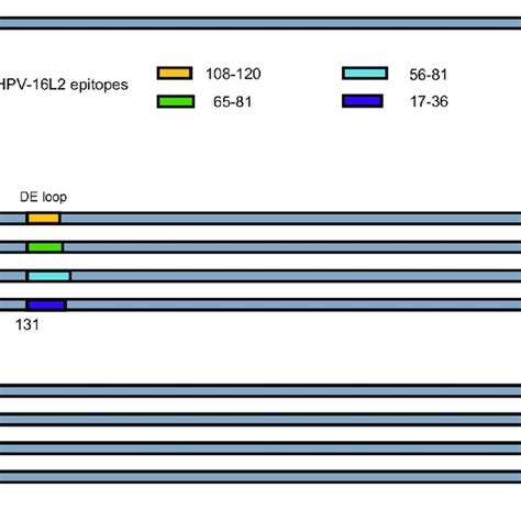 Schematic Of Hpv 16 L1 L2 Chimera Construction Hpv 16 L2 Aa Regions
