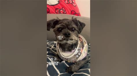 우리집에서 눈 젤 큰 애🥹 Youtube