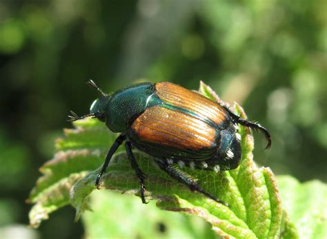First Report Of Japanese Beetles In Missouri This Season American