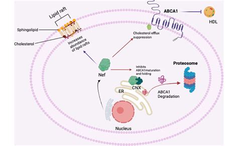an illustration showing how the abca1 gene s ability to produce hdl is