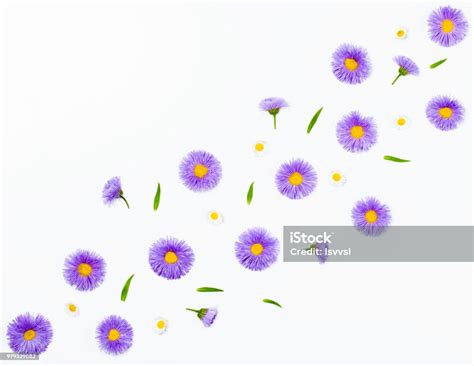 보라색과 꽃 녹색 나뭇잎과 흰색 바탕에 카모마일 꽃 패턴에 의하여 이루어져 있다 플랫이 하다 최고의 볼 수 있습니다 0명에 대한 스톡 사진 및 기타 이미지 Istock