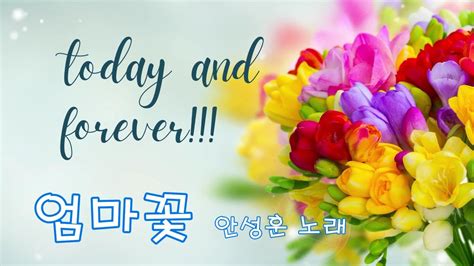 엄마꽃 안성훈 노래 Youtube