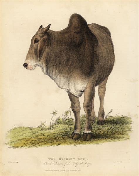 Brahma Breed Of Zebu Cattle Bos Taurus Indicus