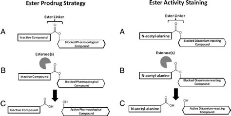 Esterase Activity Profiling And The Esterase Prodrug Strategy Proposed