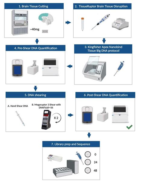 Overview Of Hmw Brain Dna Extraction And Ont Sequencing Protocol Download Scientific Diagram