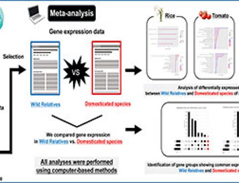 Borzoi Predicting Rna Seq Coverage From Dna Sequence As A Unifying Borzoi Predicting Rna Seq Coverage From Dna Sequence As A Unifying