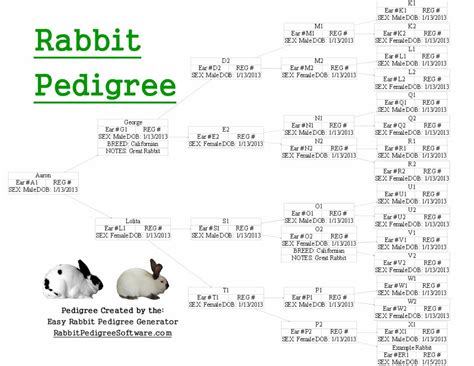 Pedigreeme Rabbit Pedigree Software Features Easy And Fast Rabbit