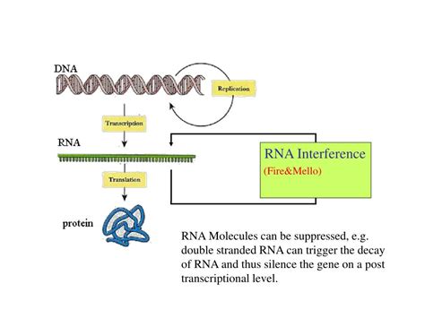 PPT RNA Regulation RNA Interference PowerPoint Presentation Free Download ID