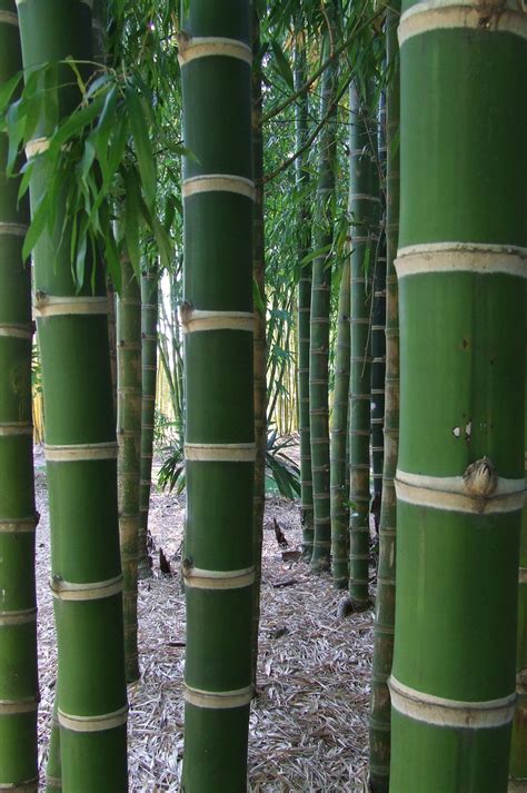 Guadua Angustifolia Colombian Giant Thorny Bamboo Land Nursery