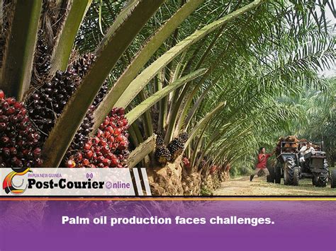 Palm Oil Production Faces Challenges Post Courier