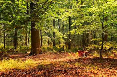 Premium Photo Trees And Plants In Forest In The Late Summer