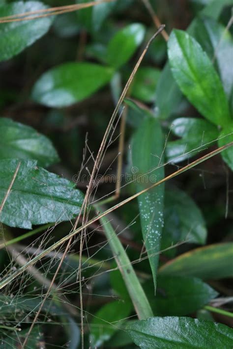 Leaves Close Shot With Small Branches With Natural Spot Stock Image
