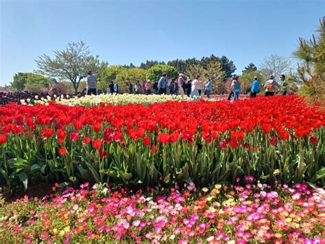 사진뉴스 태안세계튤립꽃박람회 5월 7일까지 충남 태안서 정읍시니어신문