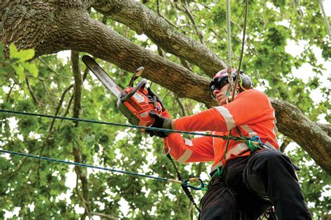 Trees Near Power Lines Counties Energy