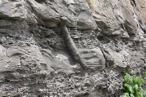 Fossilized Trees Cut Through Millions Of Years Of Rock Layers Evolution Is A Myth