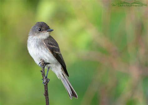 Eastern Phoebe Pictures