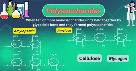 Polysaccharides And Its Examples