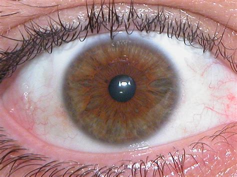 Python Segmentação Da Imagem Com Canny Edge Opencv Stack Overflow Em Português