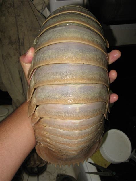 Giant Isopod Bathynomus Giganteus Dorsum A Photo On Flickriver