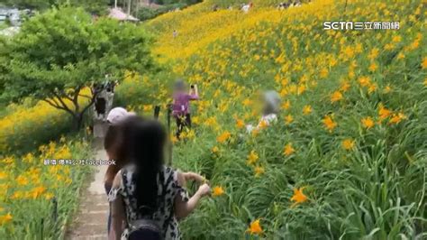 遊客不走賞花動線！金針花海「傷痕累累」 慘被踩平、踩死 生活 三立新聞網 Setncom