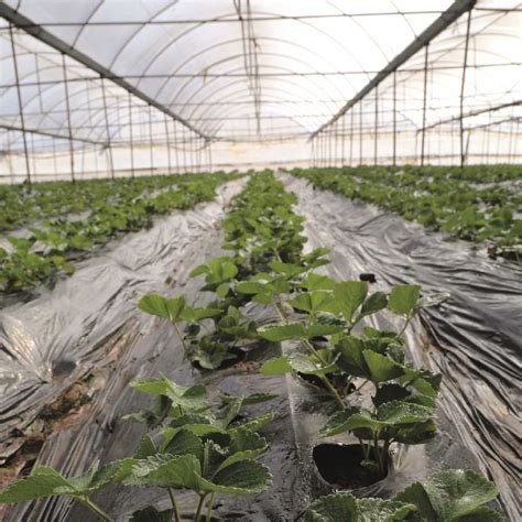 Sİyah MalÇ Malç Örtüsü Sera Plastik