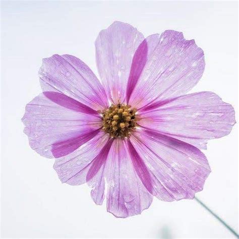 maya mcnamara youtube