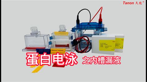 Wb蛋白电泳之内槽漏液 知乎