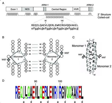 An Identified Coiled Coil Motif In Eiav Rev Is Predicted To Mediate