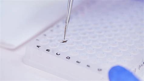 Qué Es El Denv 2 El Serotipo Detrás De 3 De Cada 4 Muertes Por Dengue