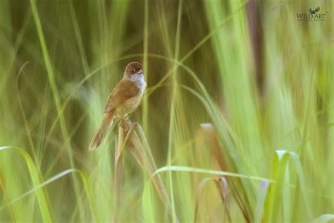 Jerdons Babbler Babblers Sylviid Babblers Sylviidae Gallery Wildart Birds Of Indian