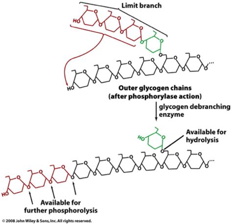 Glycogenolysis Debranching Enzyme
