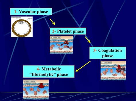 Bleeding Disorder1 Ppt