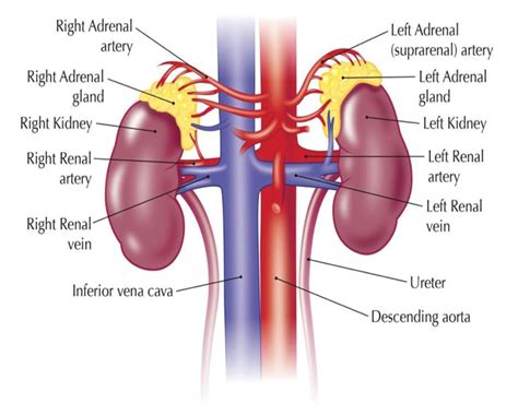 Adrenal Cortex In Body