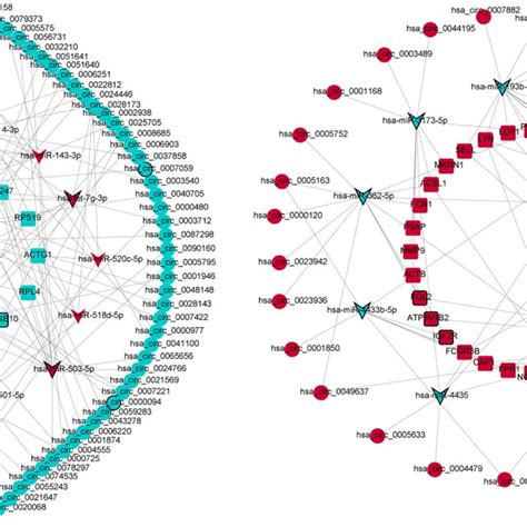 The 12 Circrnas 4 Mirnas 3 Ferroptosis Related Mrnas Network In Is