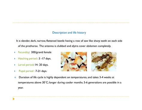 Storage Grain Pests Secondary Storage Pests Pdf