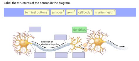 Solved Label The Structures Of The Neuron In The Diagram Chegg