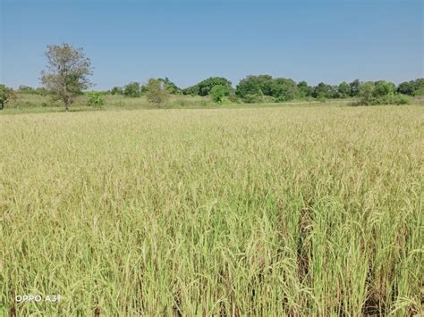 နတ်မောက်မြို့နယ် စာရံအိုင့်ကျေးရွာတွင် မိုးစပါးစံကွက်ရိတ်သိမ်း Information And Public