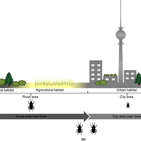 Predicted Anthropogenic Influence On Body Size Of Ground Beetles In