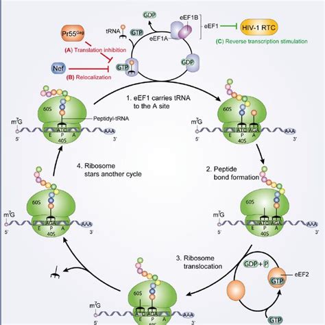 Hiv 1 Ribosomal Frameshift A Schematic Diagram Of The − 1 Nucleotide