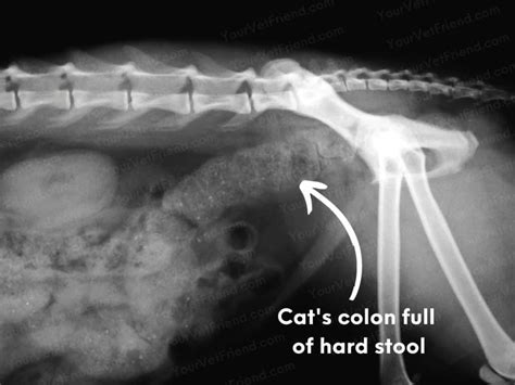 Why Your Cat Is Vomiting After Enema According To A Vet Your Vet Friend