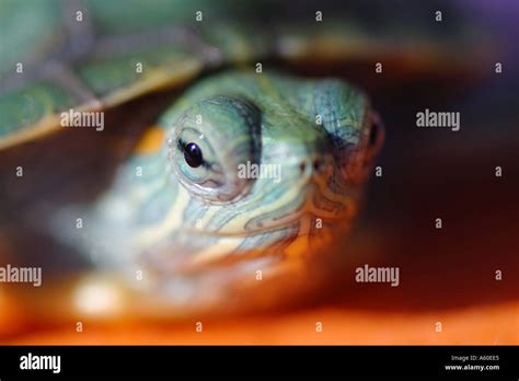 Red Eared Slider Stock Photo Alamy