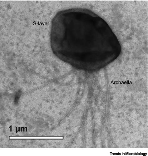 Methanococcus Maripaludis Trends In Microbiology