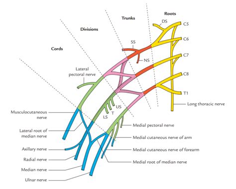 Median Nerve Medical Junction