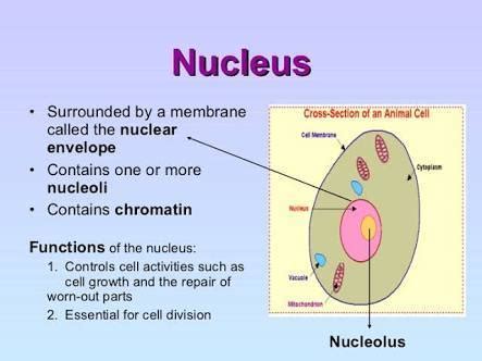 Q2 Explain The Structure Of The Nucleus Brainly In