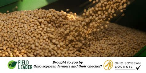 Color Out As Soybean Grading Factor Ohio Ag Net Ohios Country Journal