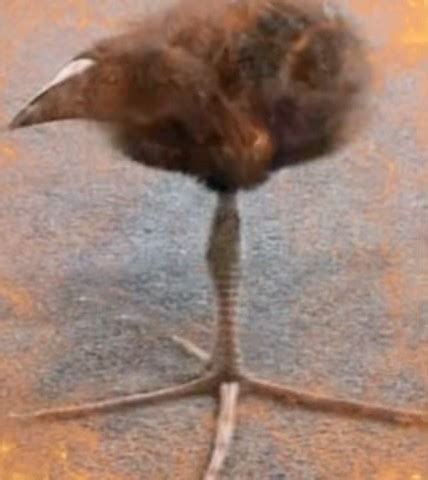Pukeko Bird Chick Meme 4 Youtube